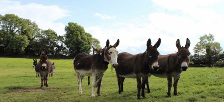 The Donkey Sanctuary! - On The QT