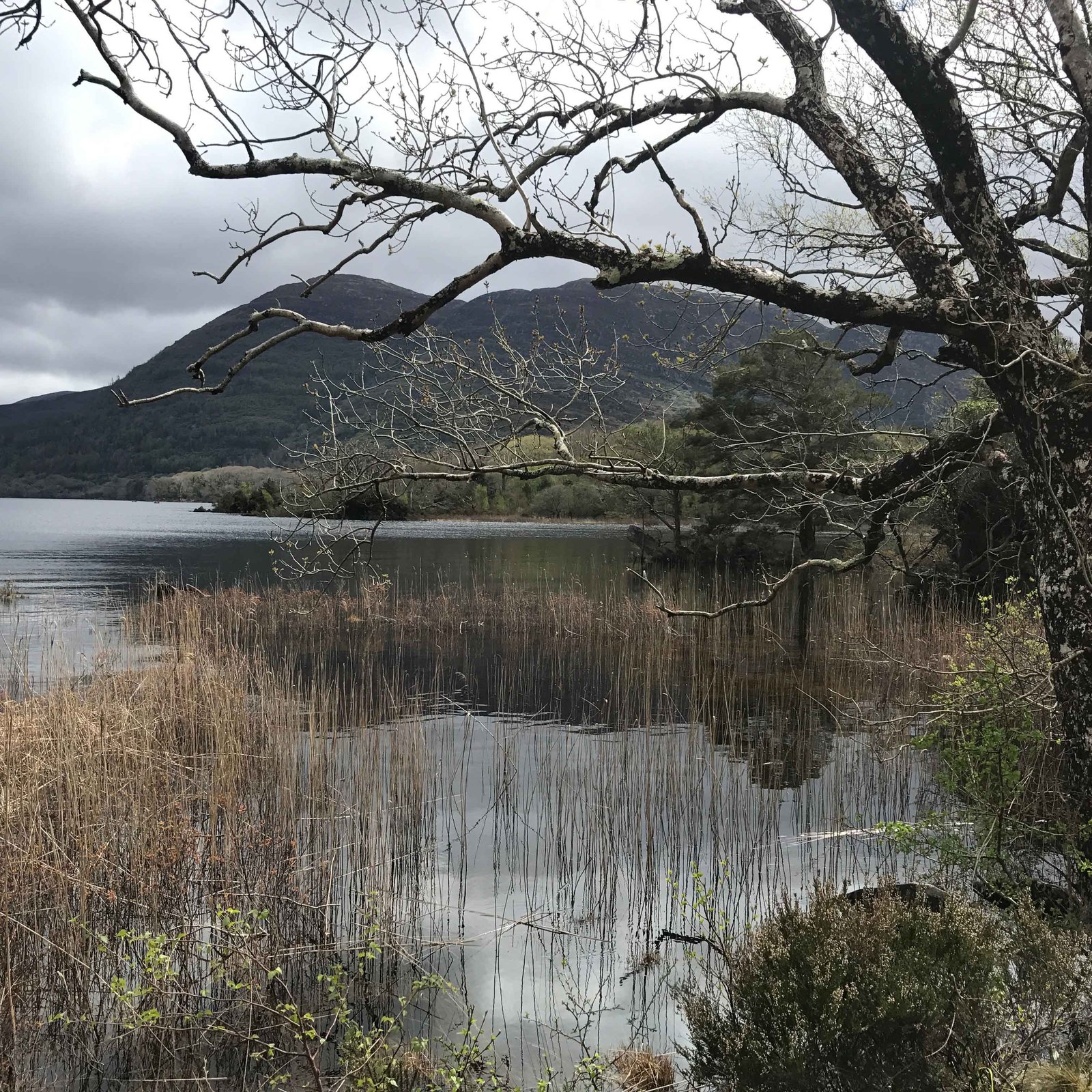 The Muckross Lake Loop - OnTheQT