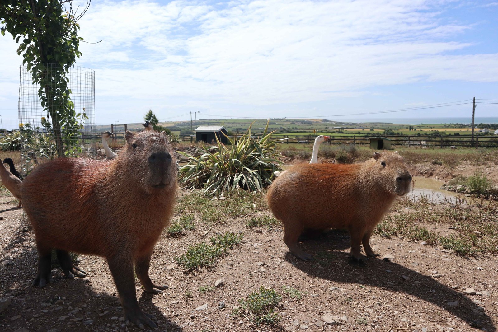 Ardmore Open Farm & Mini Zoo - OnTheQT