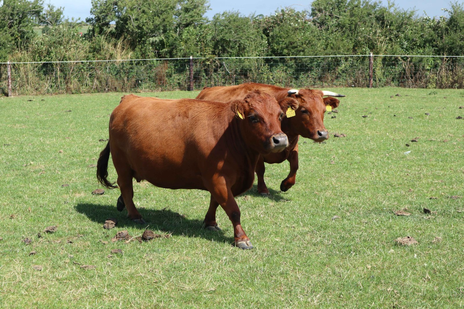 Ardmore Open Farm & Mini Zoo - OnTheQT