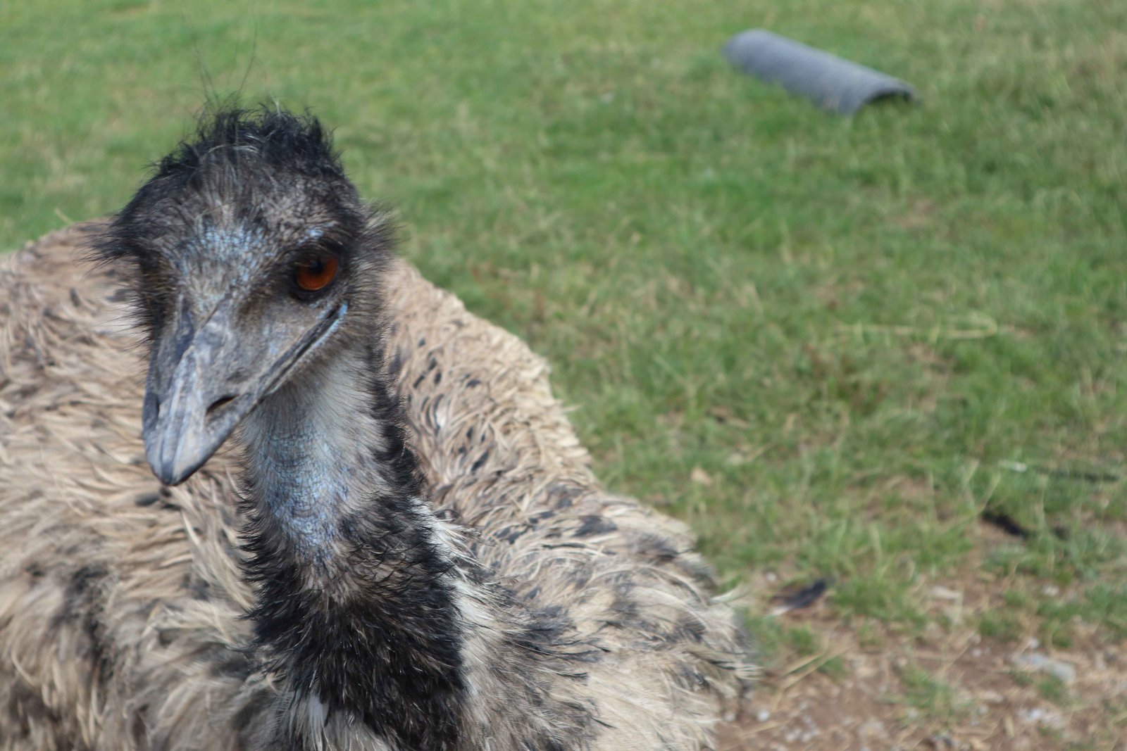 Ardmore Open Farm & Mini Zoo - OnTheQT