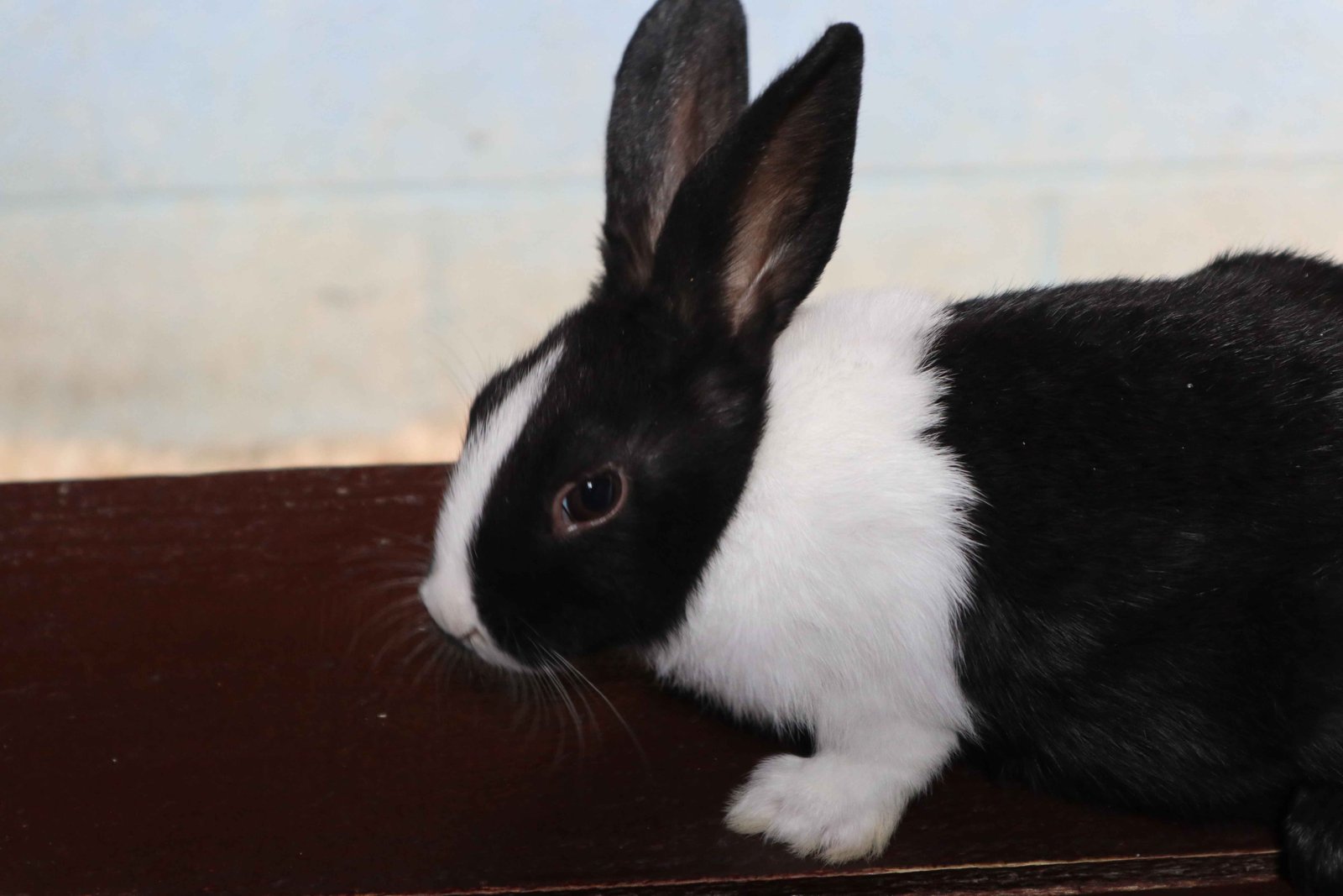 Ardmore Open Farm & Mini Zoo - OnTheQT