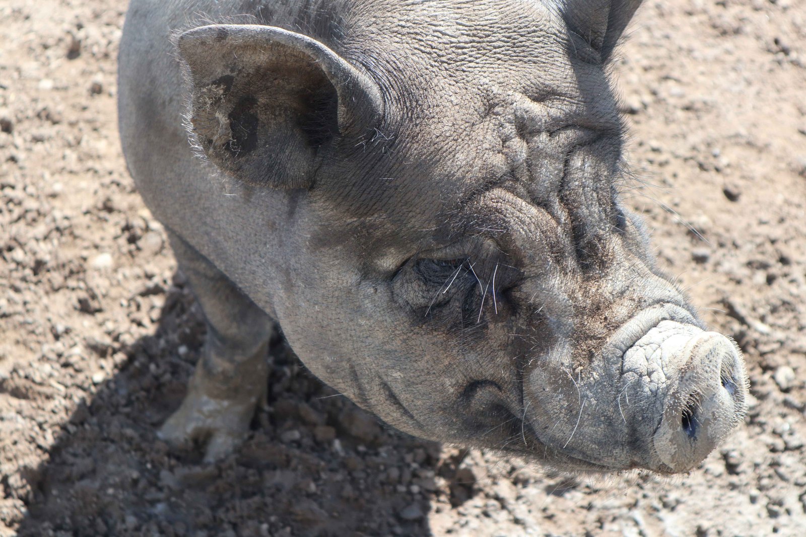 Ardmore Open Farm & Mini Zoo - OnTheQT